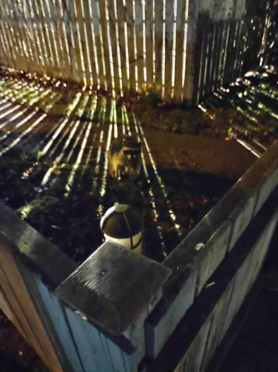 Funny things in the hood – Jecture, exploring BDSM and sexuality